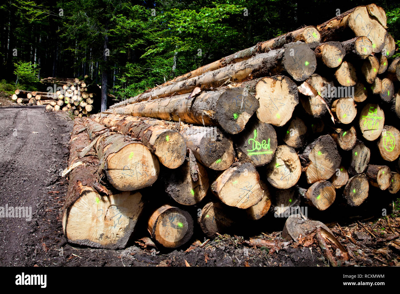 Stacked peeled logs, Black Forest, Germany Stock Photo - Alamy
