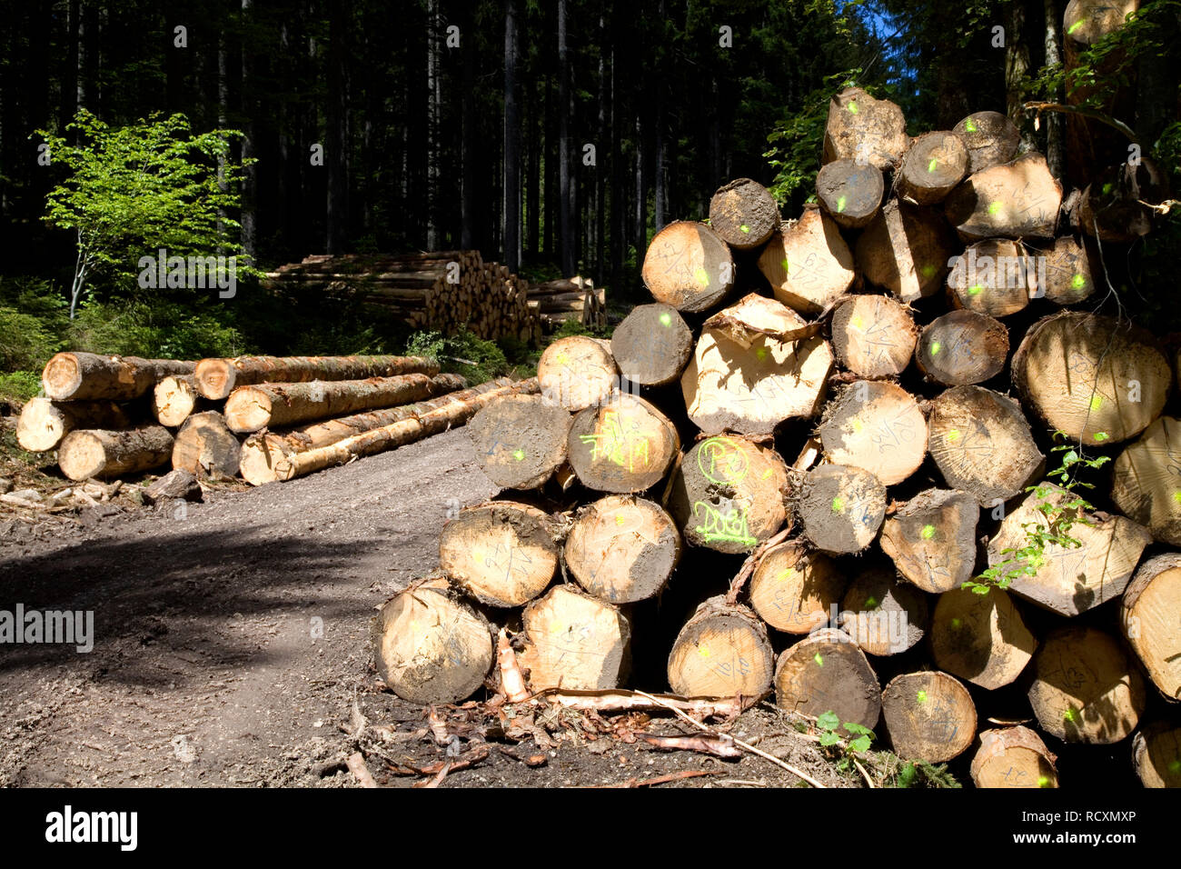 Stacked peeled logs, Black Forest, Germany Stock Photo - Alamy