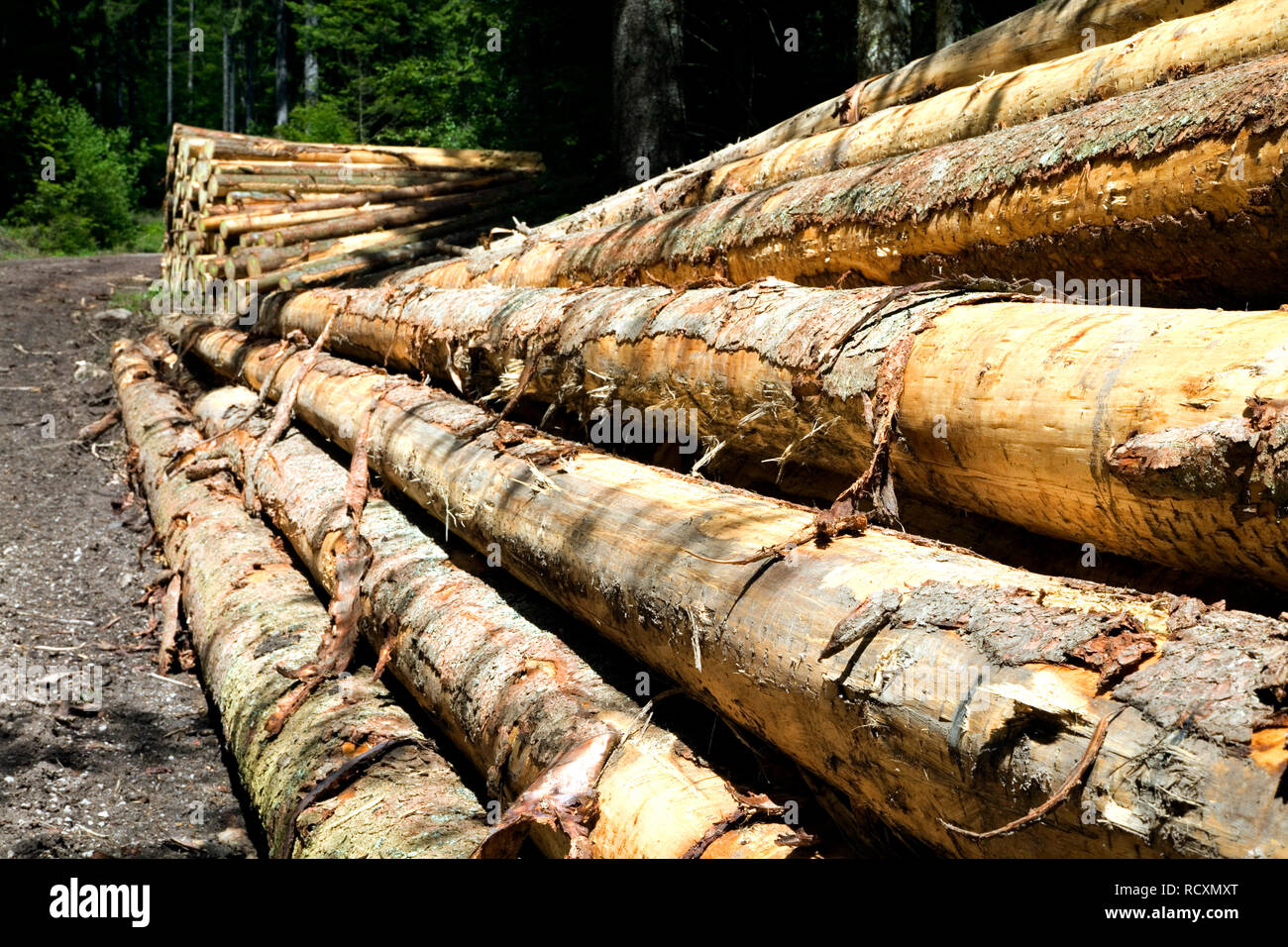Stack of peeled logs hi-res stock photography and images - Alamy