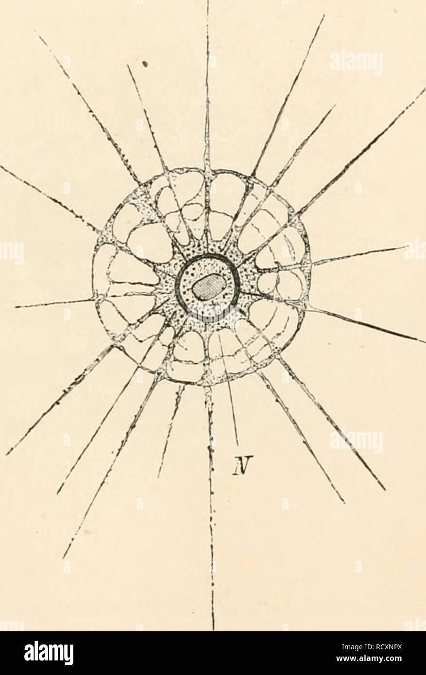 Miliolite hi-res stock photography and images - Alamy