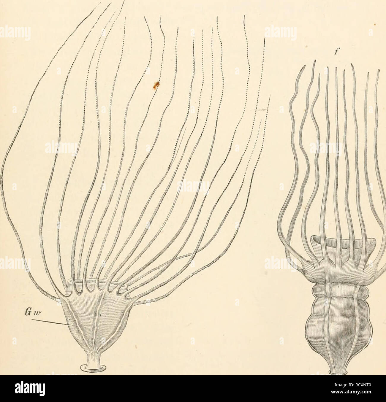 . Elementary text-book of zoology. Zoology. SCYPHISTOMA, 8TROBILA ...