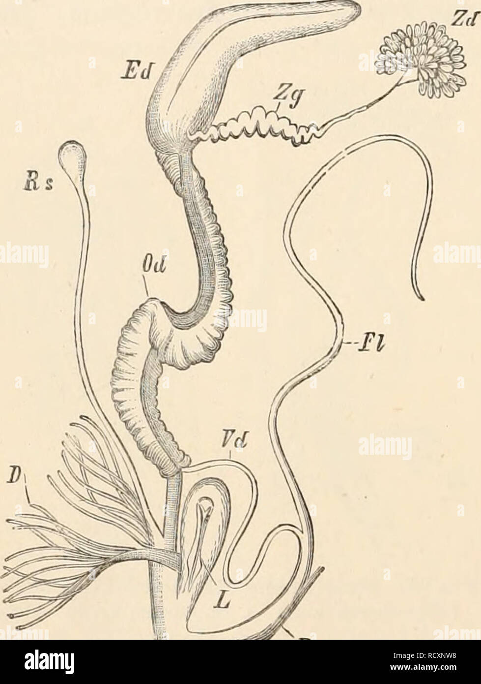 Gland Canals High Resolution Stock Photography and Images - Alamy