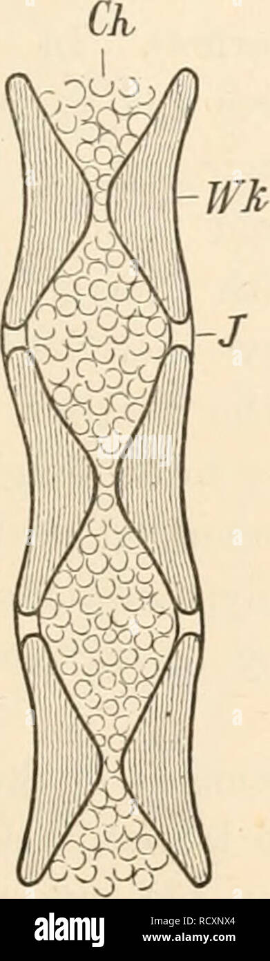. Elementary text-book of zoology. Zoology. ENDO—SKELETON. 79 usually ...