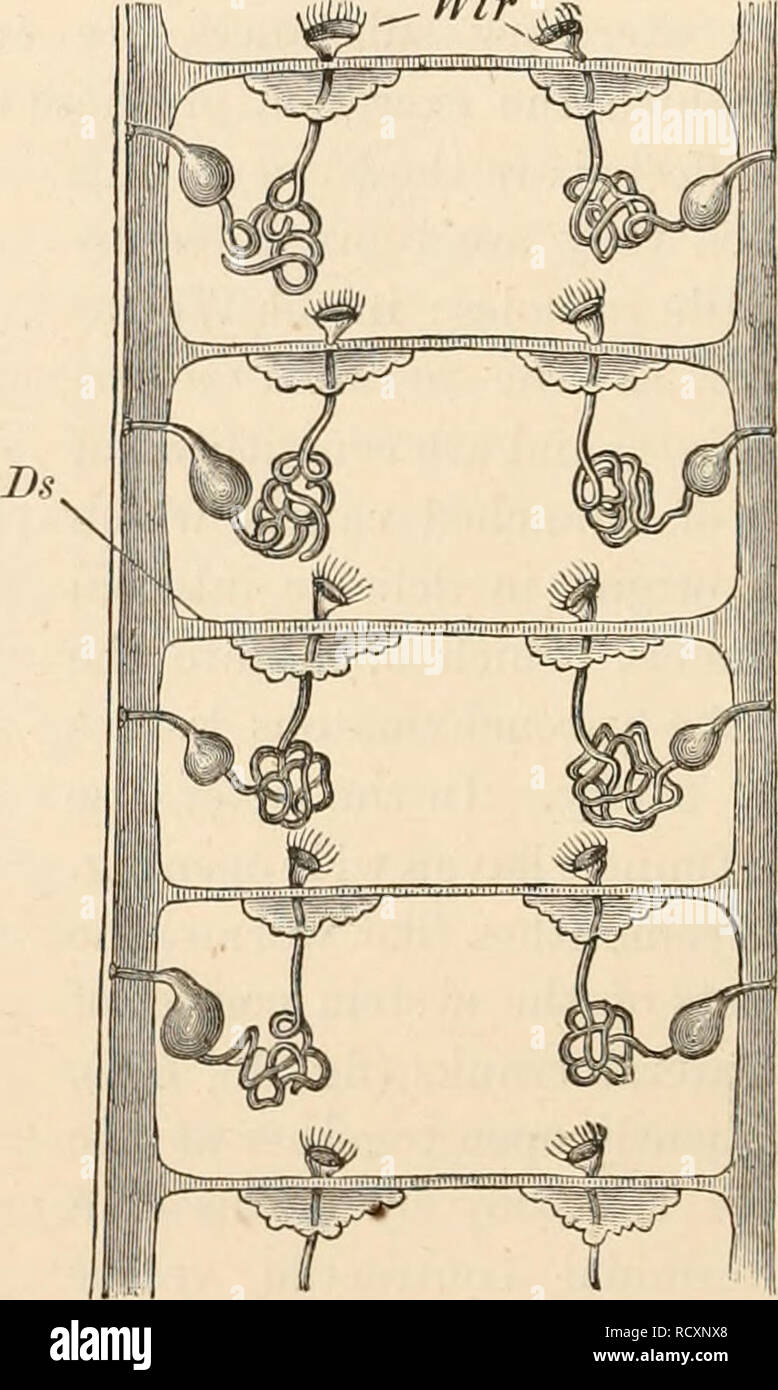 . Elementary text-book of zoology. Zoology. FIG. 69.—Longitudinal ...