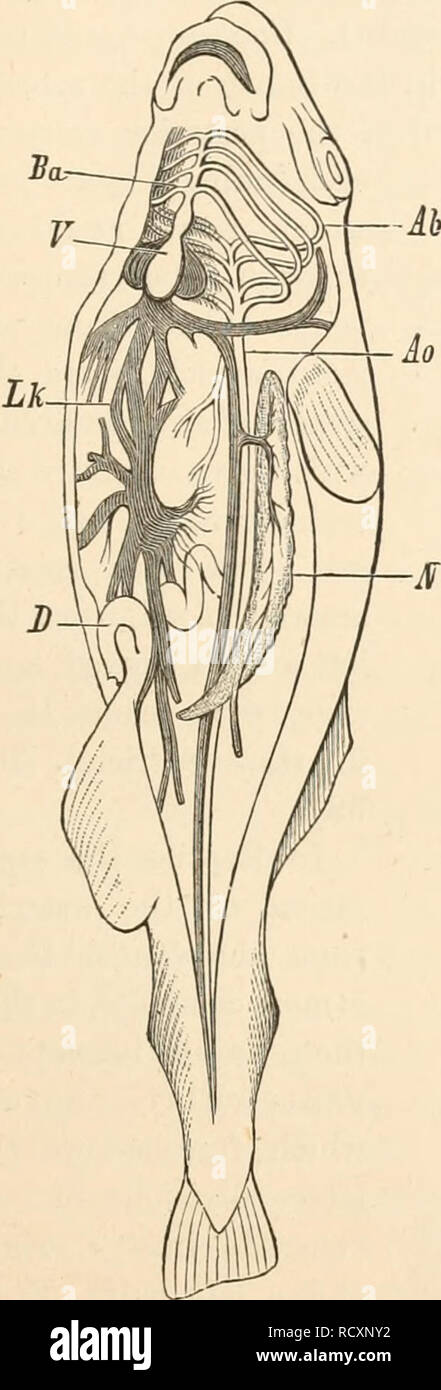 . Elementary text-book of zoology. Zoology. PULMONARY CIRCULATION. 65 ...
