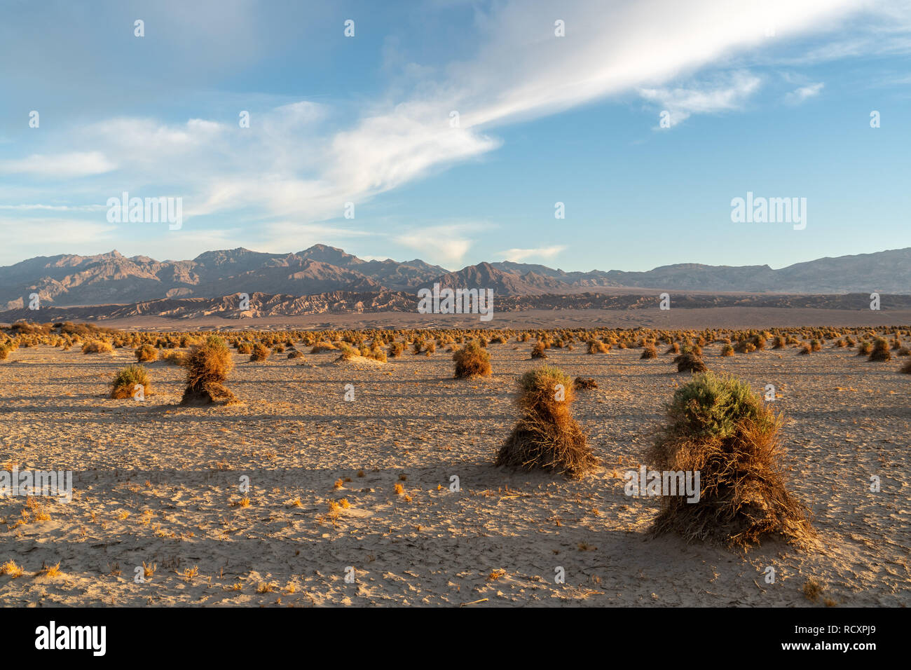 Blue devil weed hi-res stock photography and images - Alamy