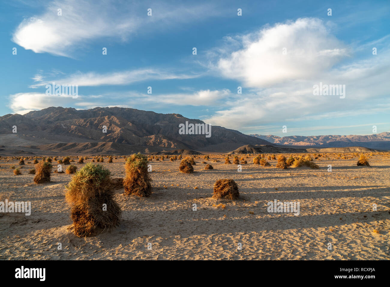 Blue devil weed hi-res stock photography and images - Alamy
