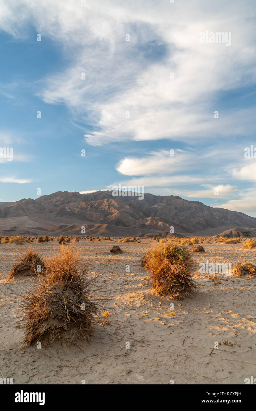 Blue devil weed hi-res stock photography and images - Alamy