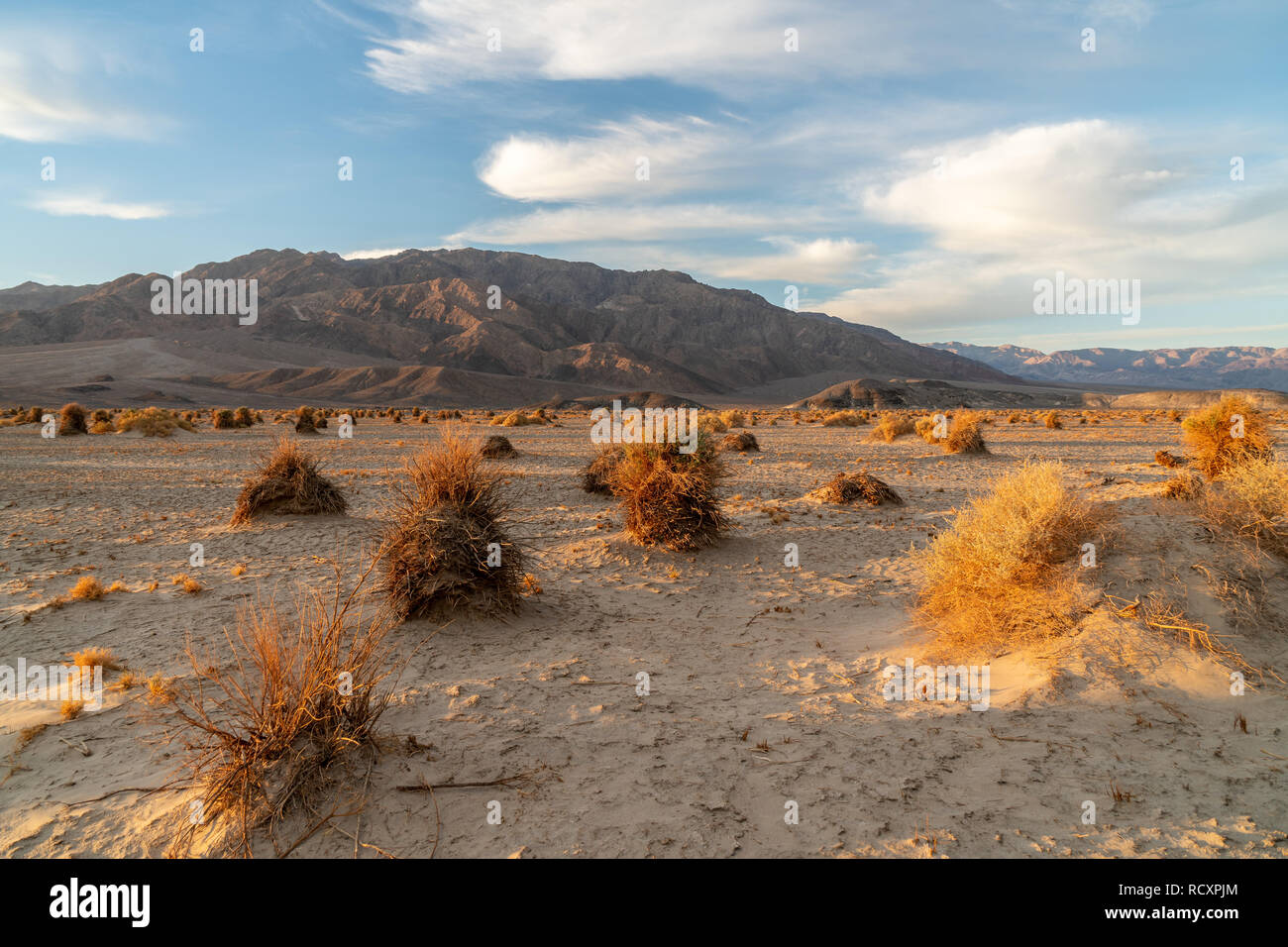Resembling corn on a harvest field, arrowweed plants on mounds of sand ...