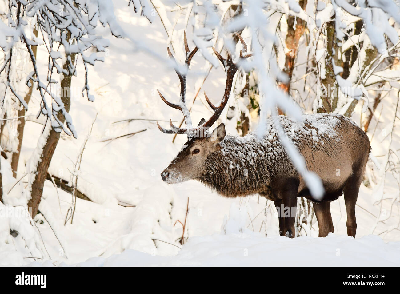 Red deer (Cervus elaphus). Red stag in the forest Stock Photo - Alamy