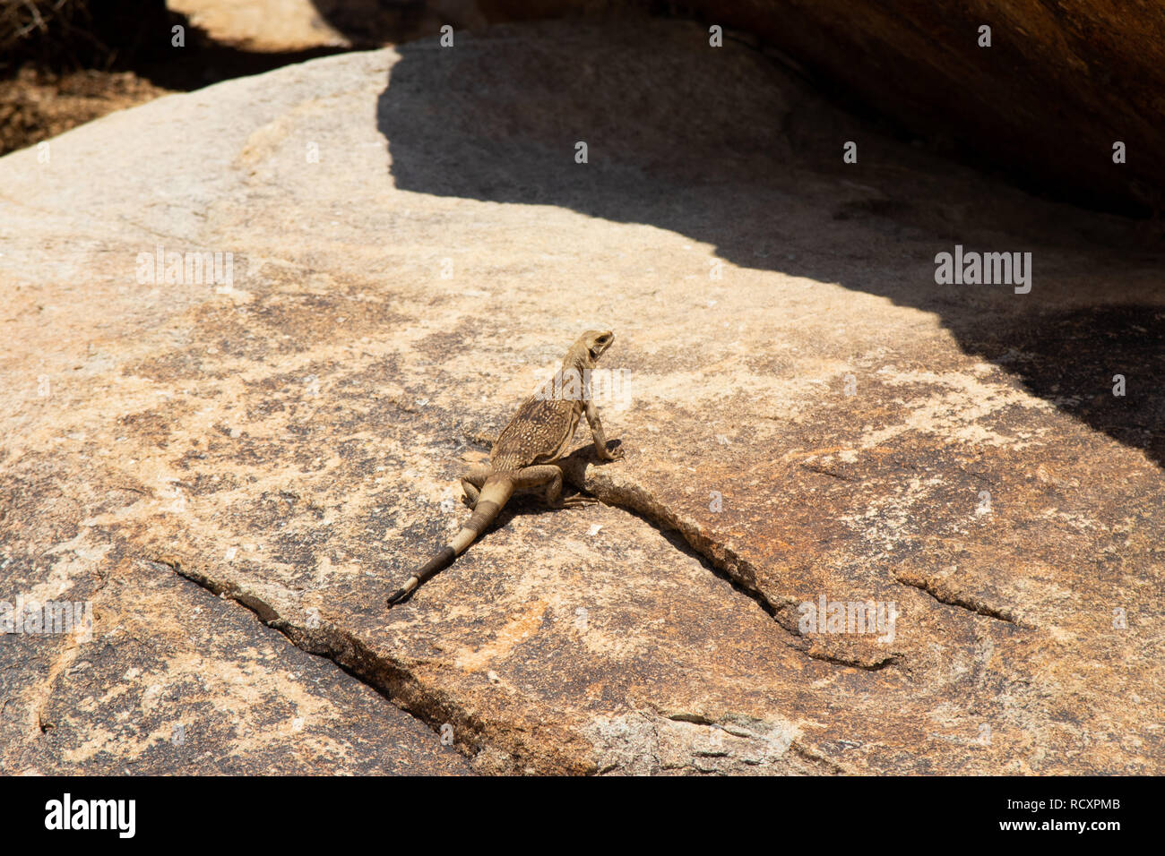 Lizard petroglyphs hi-res stock photography and images - Alamy