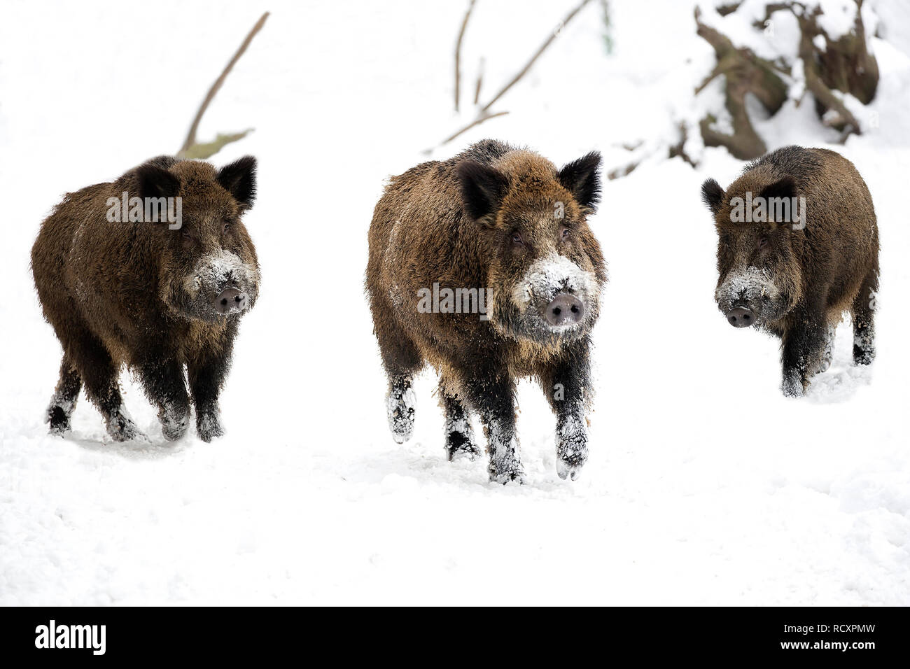 Wild boars in winter Stock Photo - Alamy