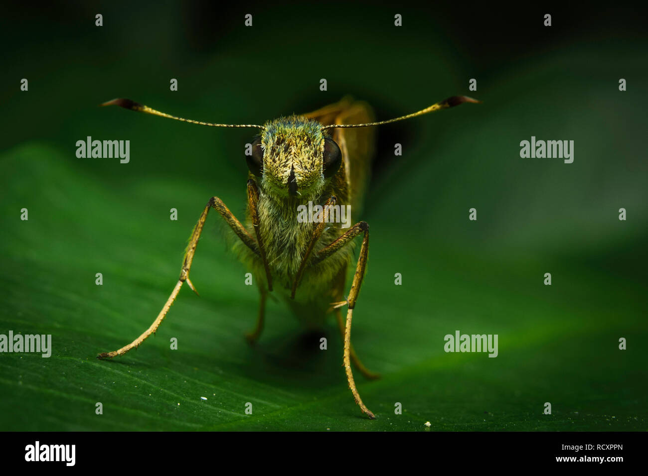 Front side face of moth and looking on green leaf in nature garden ...