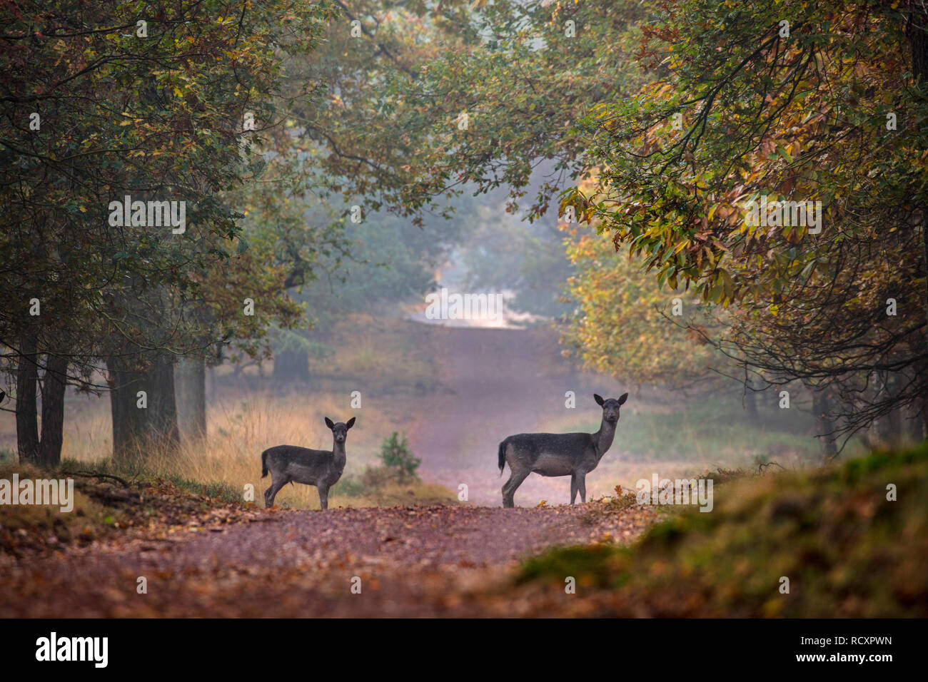 The Netherlands, Deelen. Nature reserve Deelerwoud. Fallow deer eating ...