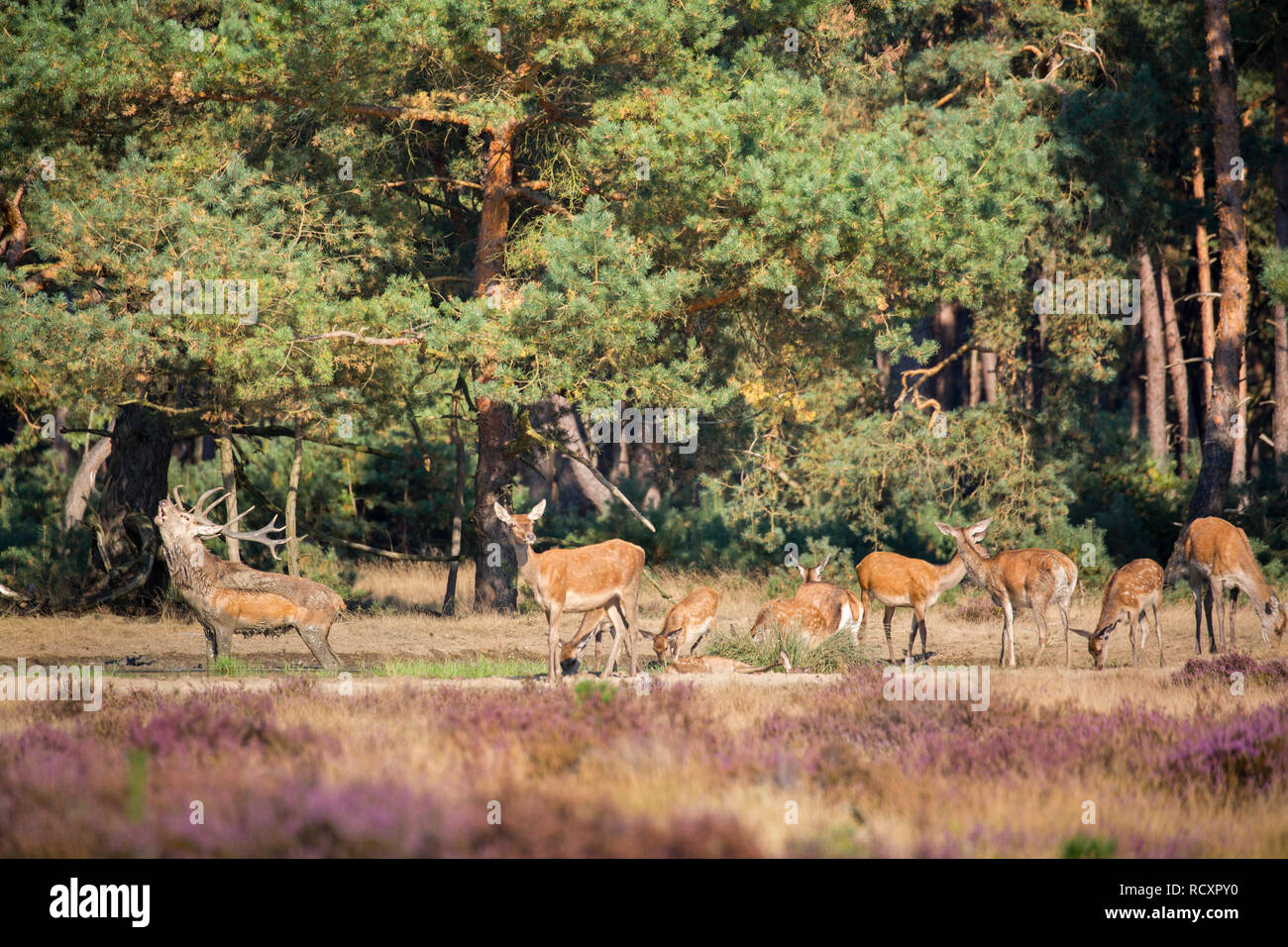 The Netherlands, Otterlo. National Park De Hoge Veluwe. Red deer in ...