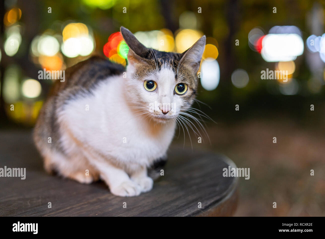 Cat standing on table hi-res stock photography and images - Alamy
