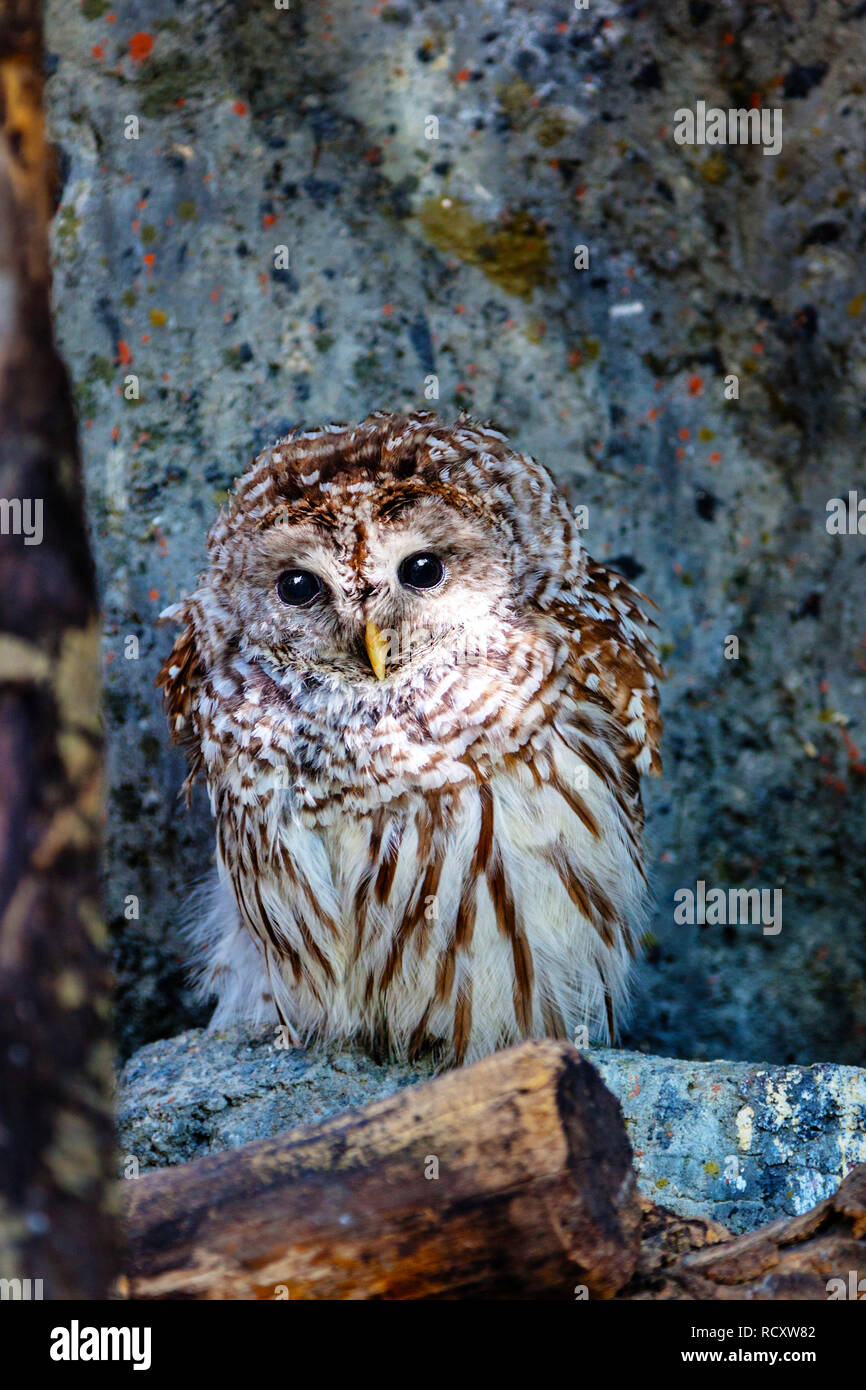 A Tawny Owl resting on a tree log in the forest. Also known as Brown ...