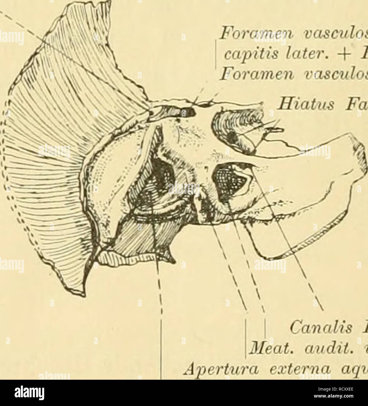 . Der SchÃ¤delbau der Monotremen. Monotremes; Skull; Skeleton; Zoology ...