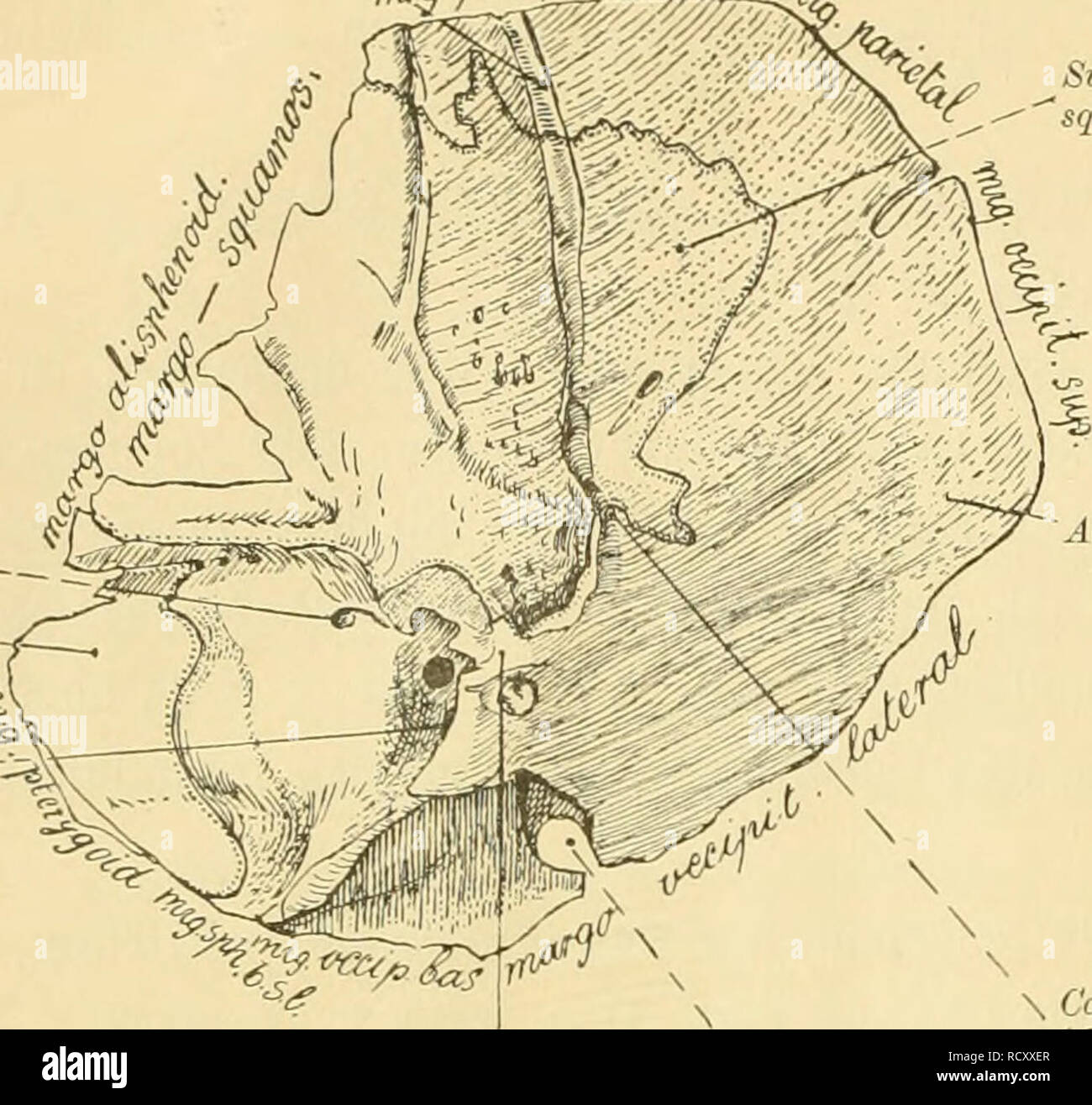 . Der SchÃ¤delbau der Monotremen. Monotremes; Skull; Skeleton; Zoology ...