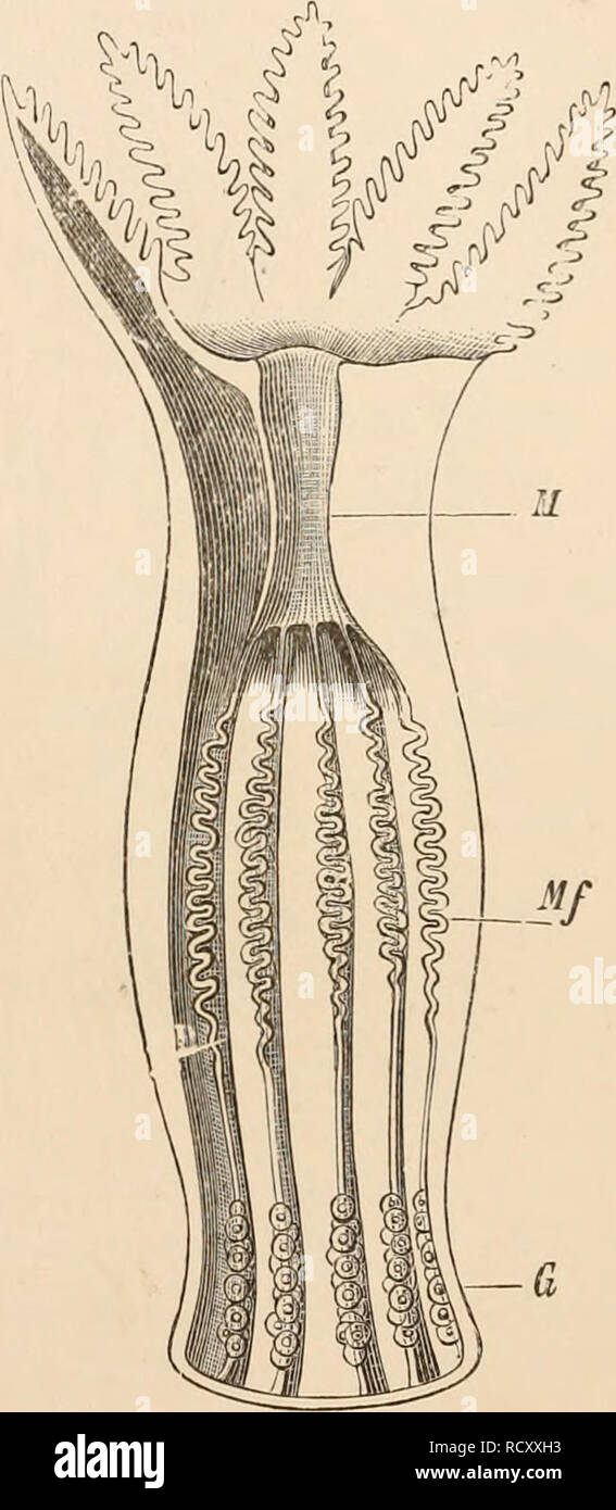 Stylonychia Diagram