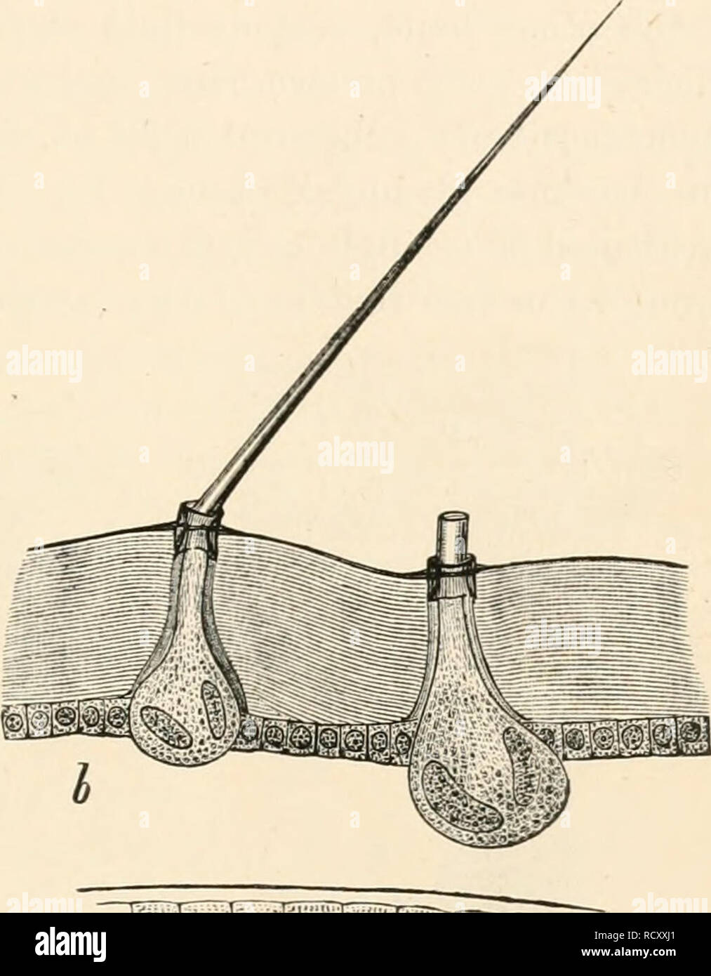. Elementary text-book of zoology. Zoology. PIG. 22.—a, Cuticle and ...
