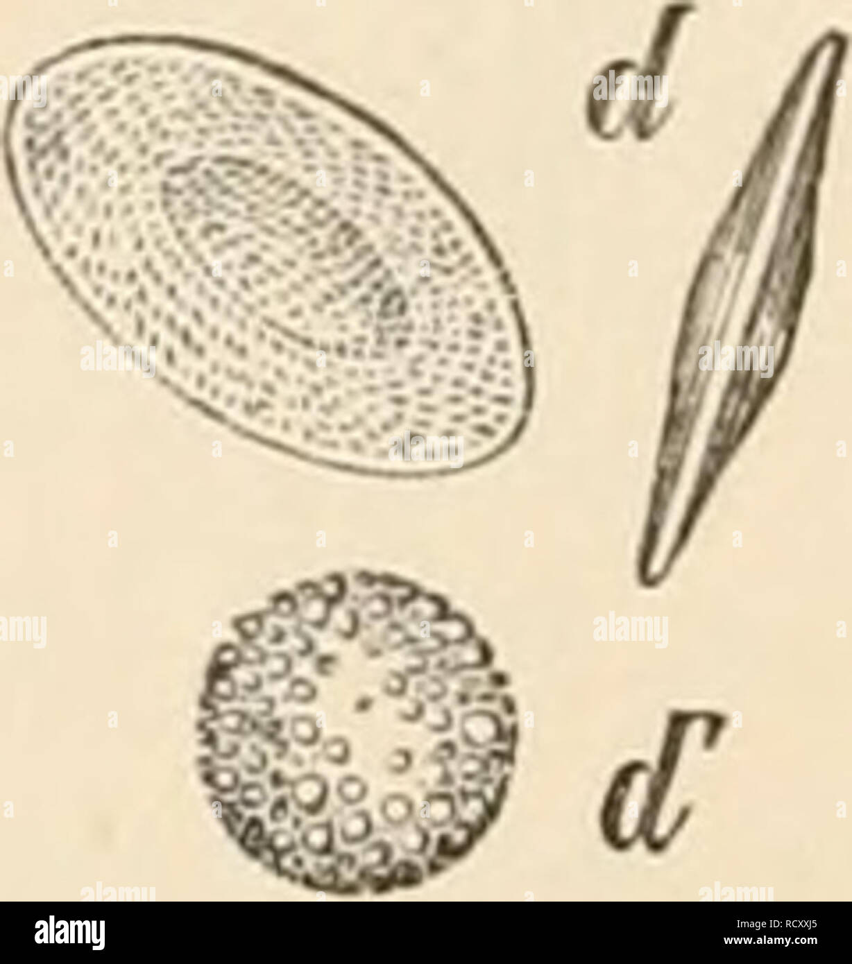 . Elementary text-book of zoology. Zoology. if FIG. 10.—Blood ...