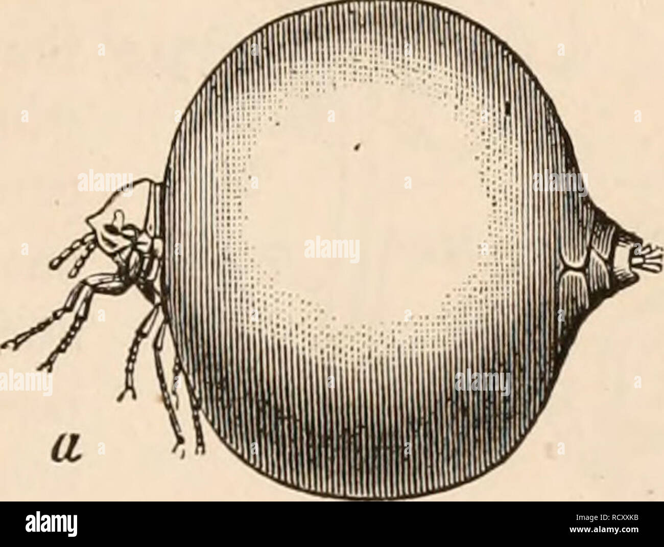 Chigoe flea hi-res stock photography and images - Alamy