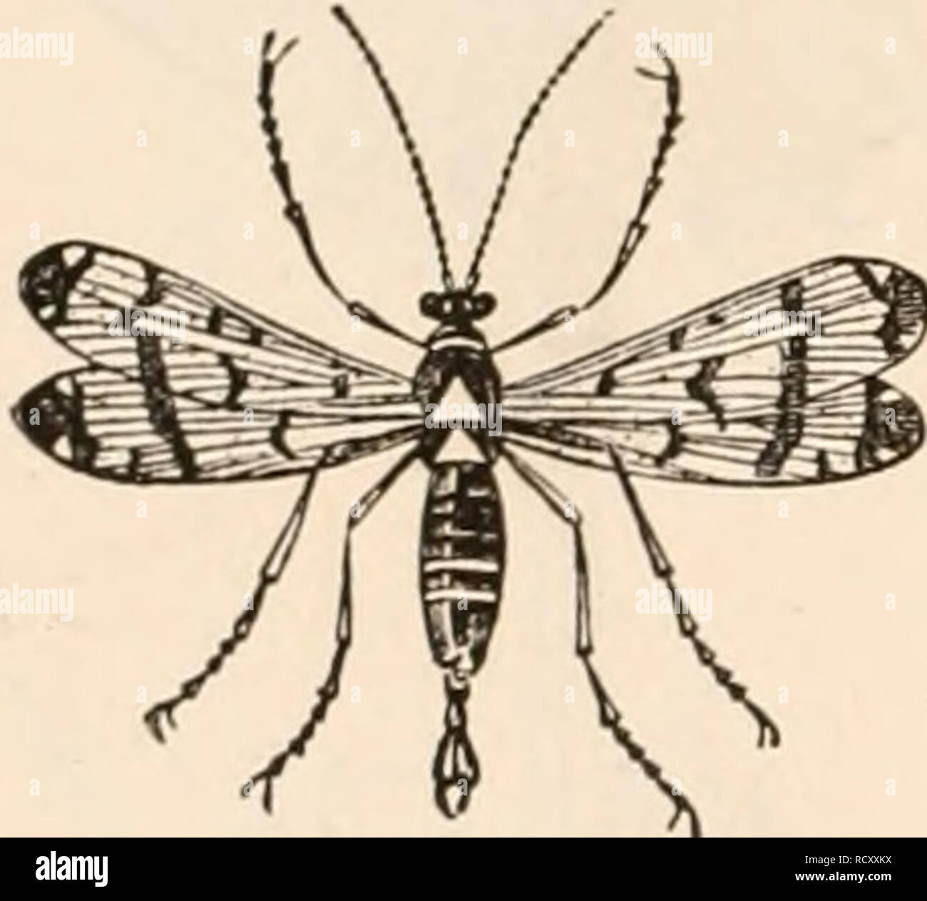 Flies with pointed wings hi-res stock photography and images - Alamy