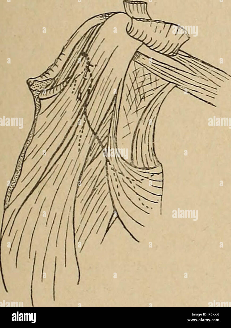 . Der plexus cervico-brachialis der Primaten. Brachial plexus; Primates ...