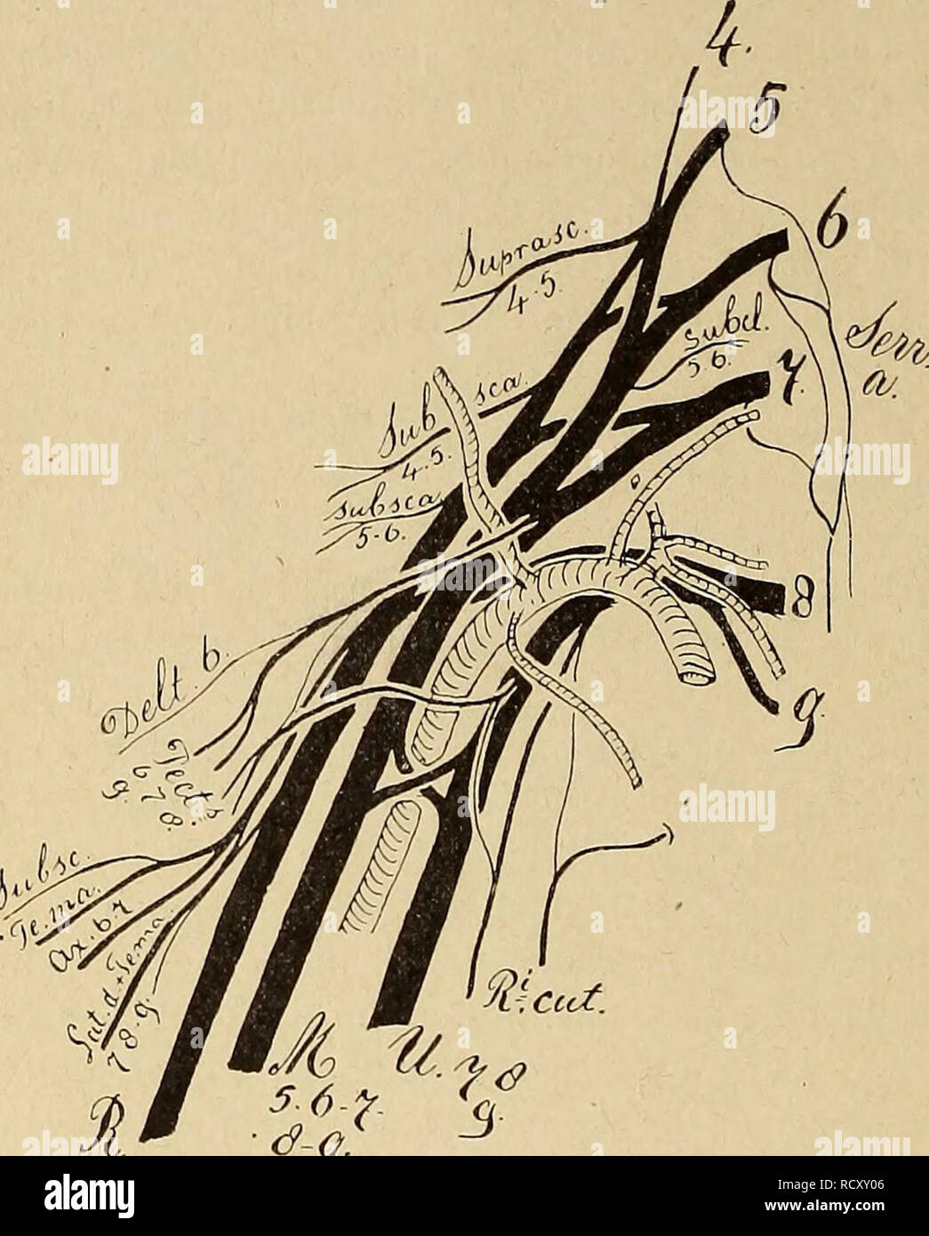 Phrenicus hi-res stock photography and images - Alamy