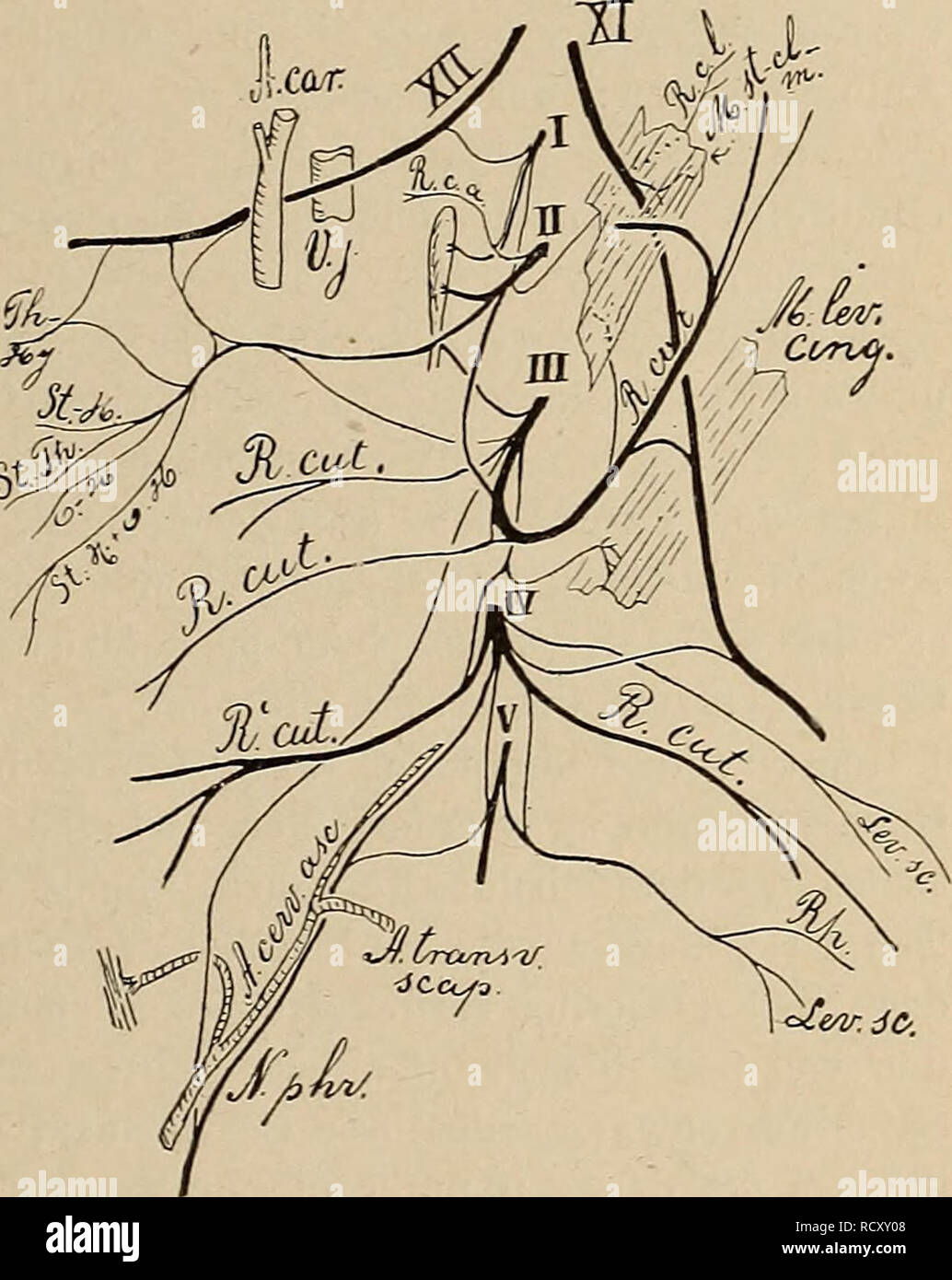 M rectus lateralis hi-res stock photography and images - Alamy