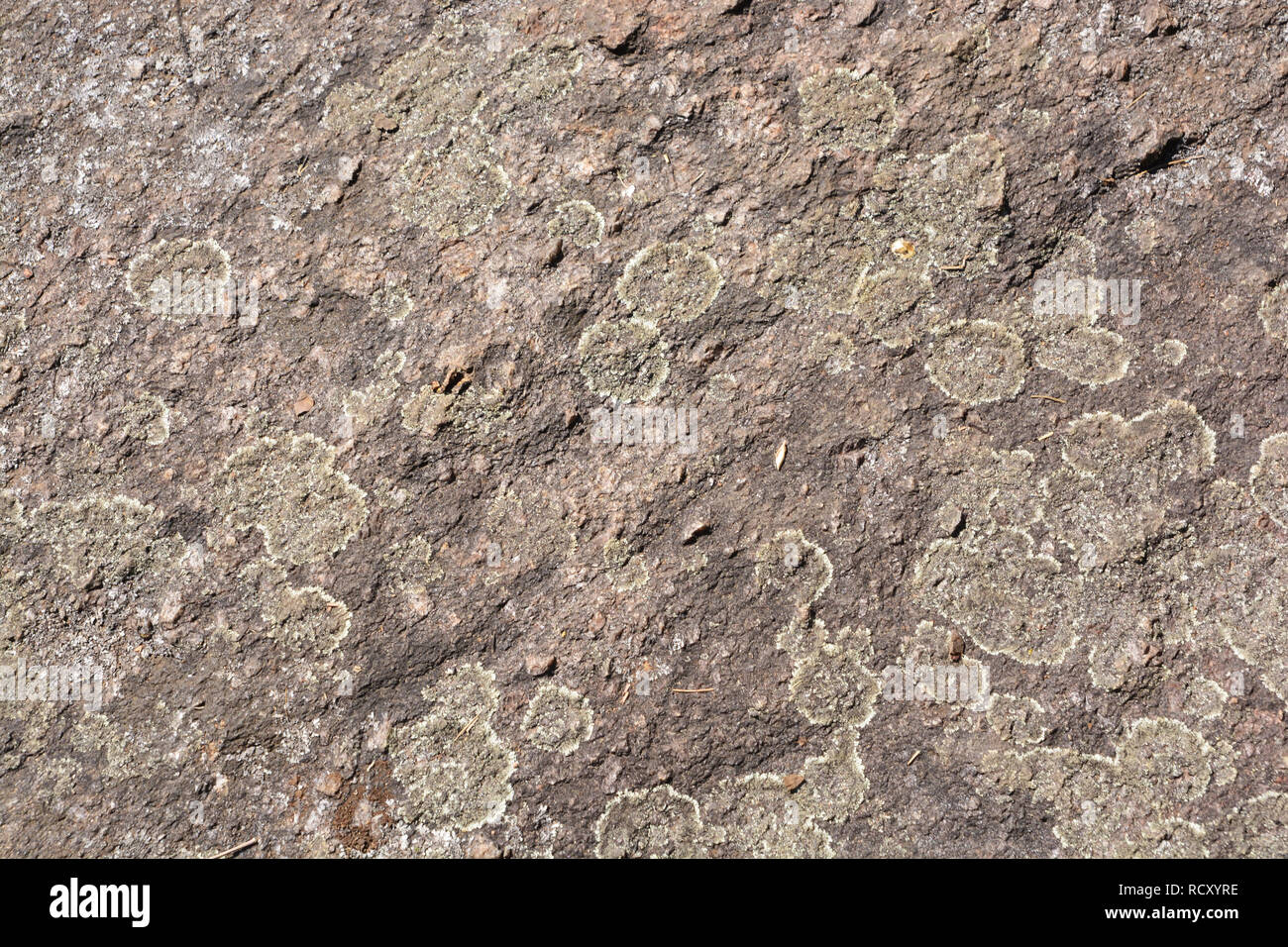Lichen quartz stone hi-res stock photography and images - Alamy