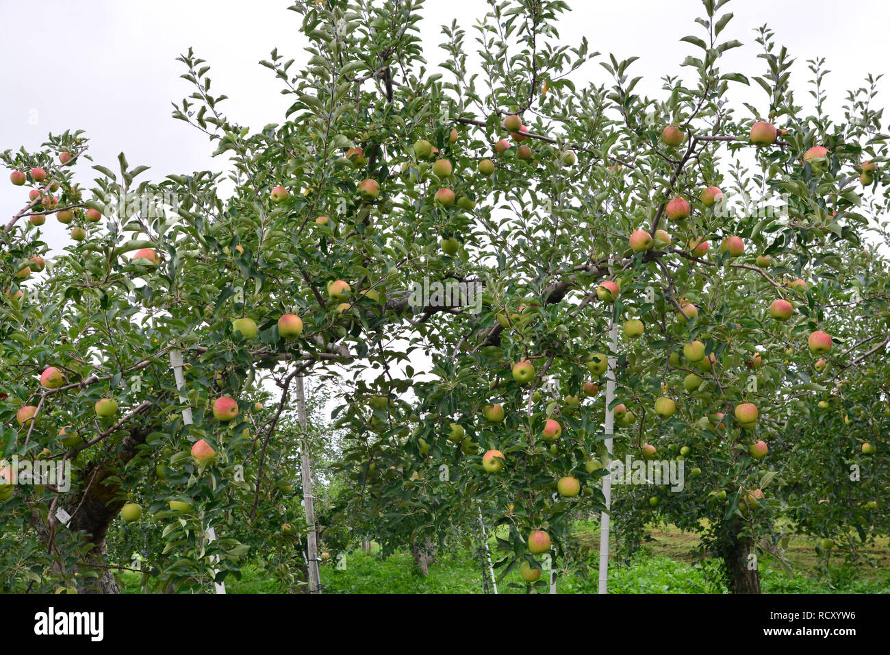 Apple tree malus domestica gala hi-res stock photography and images - Alamy