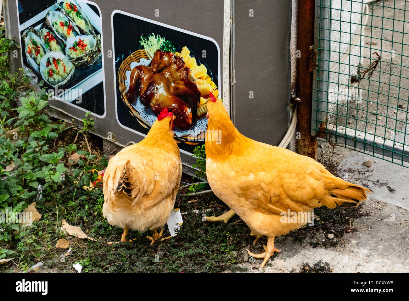 Curious chickens looking at photo of a chicken in China Stock Photo - Alamy