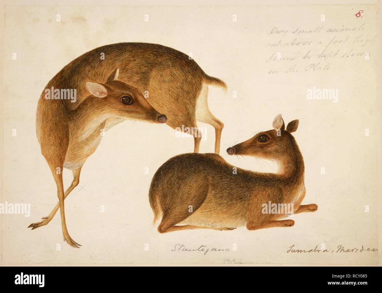 310 mm x hi-res stock photography and images - Alamy