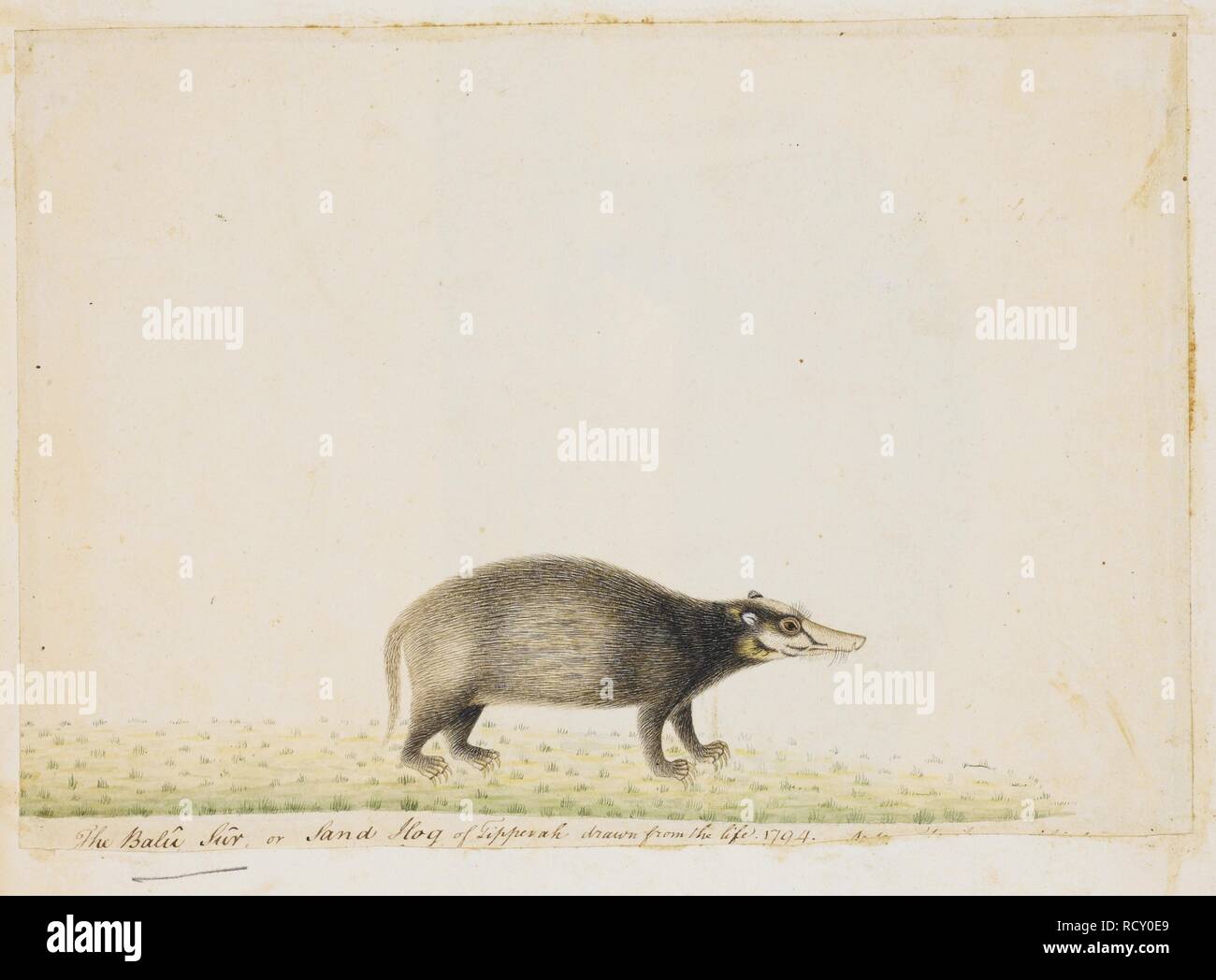 Hog badger hi-res stock photography and images - Alamy