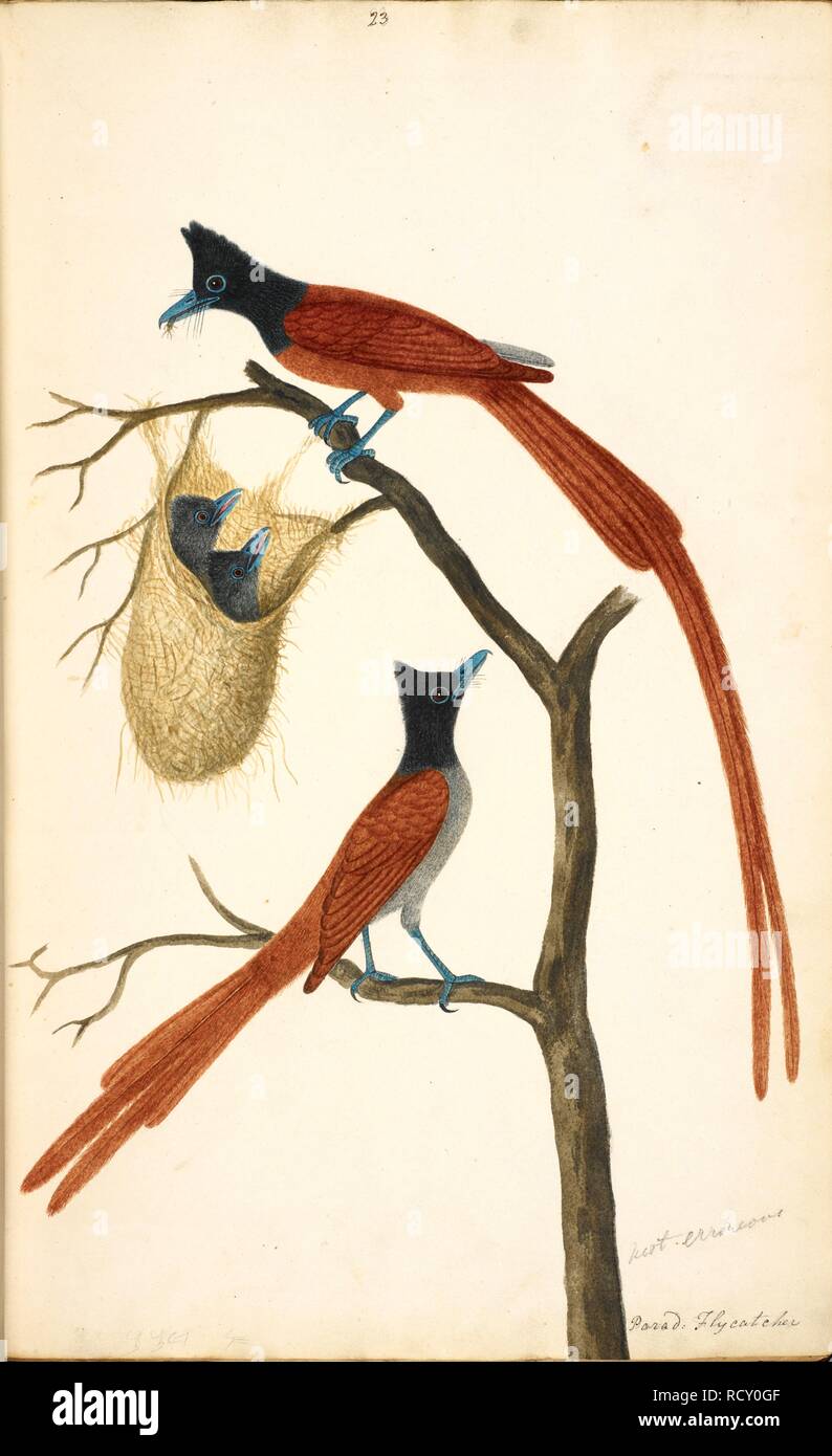 Rufous colour morph hi-res stock photography and images - Alamy