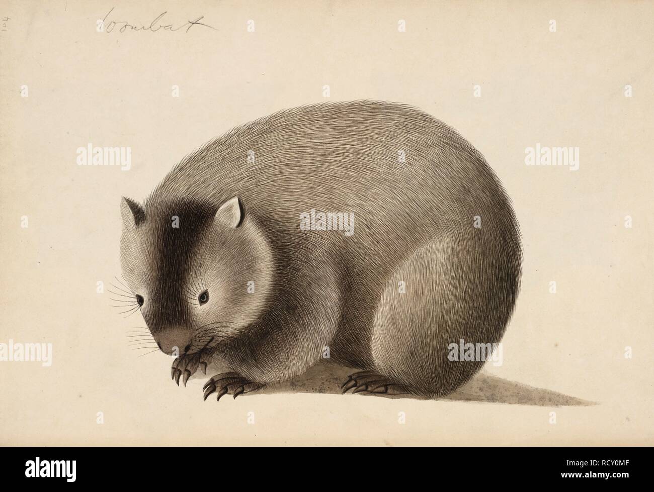 Australian painting 19th century hi-res stock photography and images ...