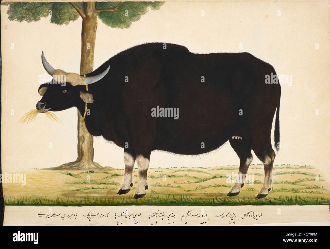 Gayal â€˜Bos frontalisâ€™. Wellesley Albums. 1798 - 1805. Watercolour ...