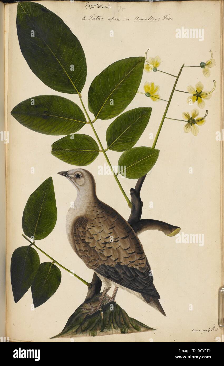 Indian partridge hi-res stock photography and images - Alamy