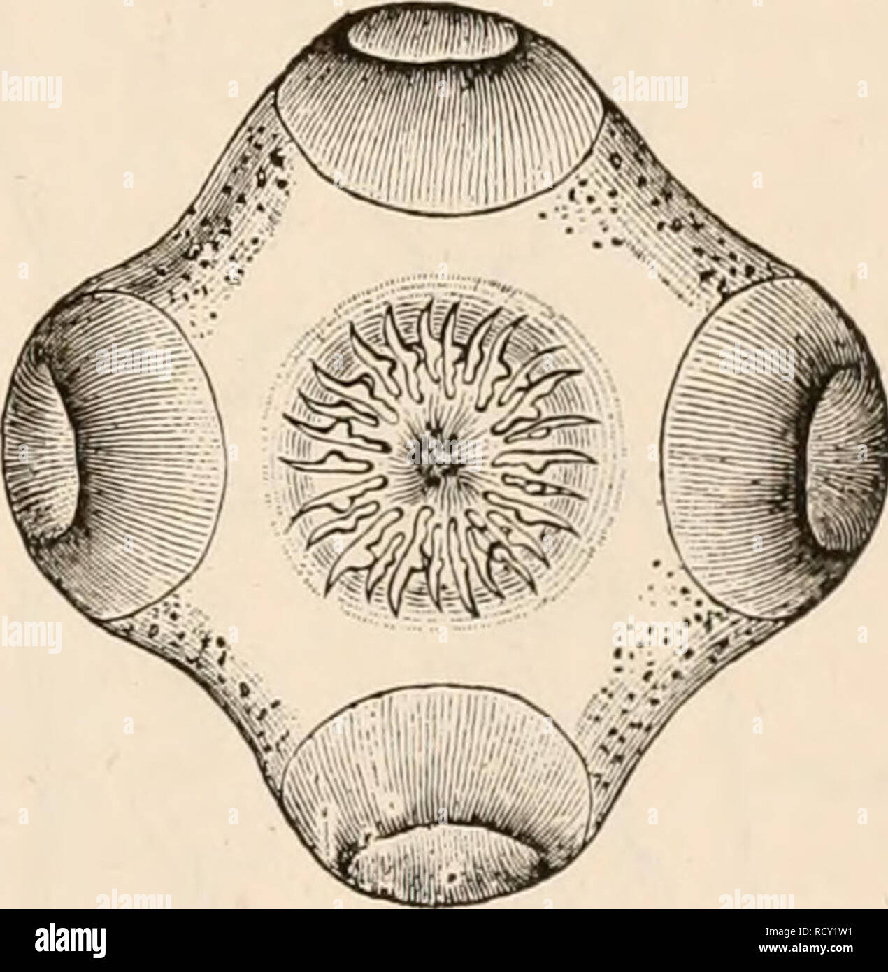 Bothriocephalus hi-res stock photography and images - Alamy