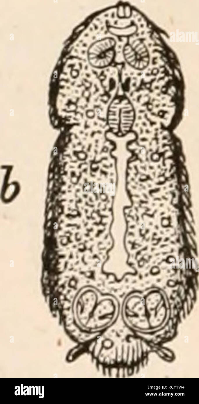 Diplozoon hi-res stock photography and images - Alamy