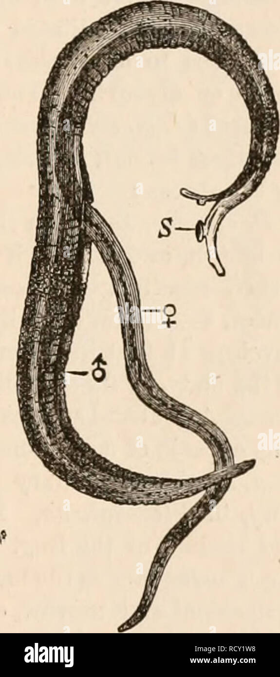 Second intermediate host hi-res stock photography and images - Alamy