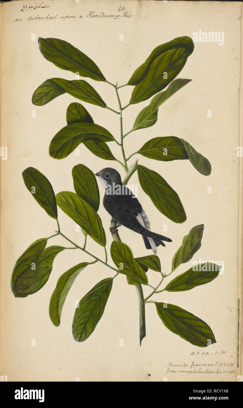 Grey rumped swiftlet hi-res stock photography and images - Alamy