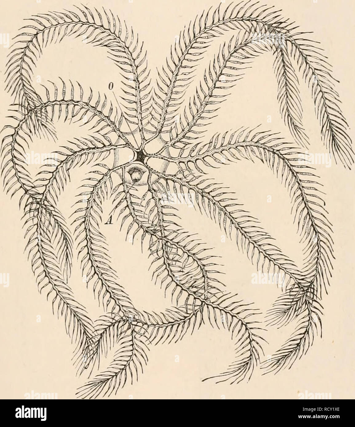 . Elementary text-book of zoology, tr. and ed. by Adam Sedgwick, with ...