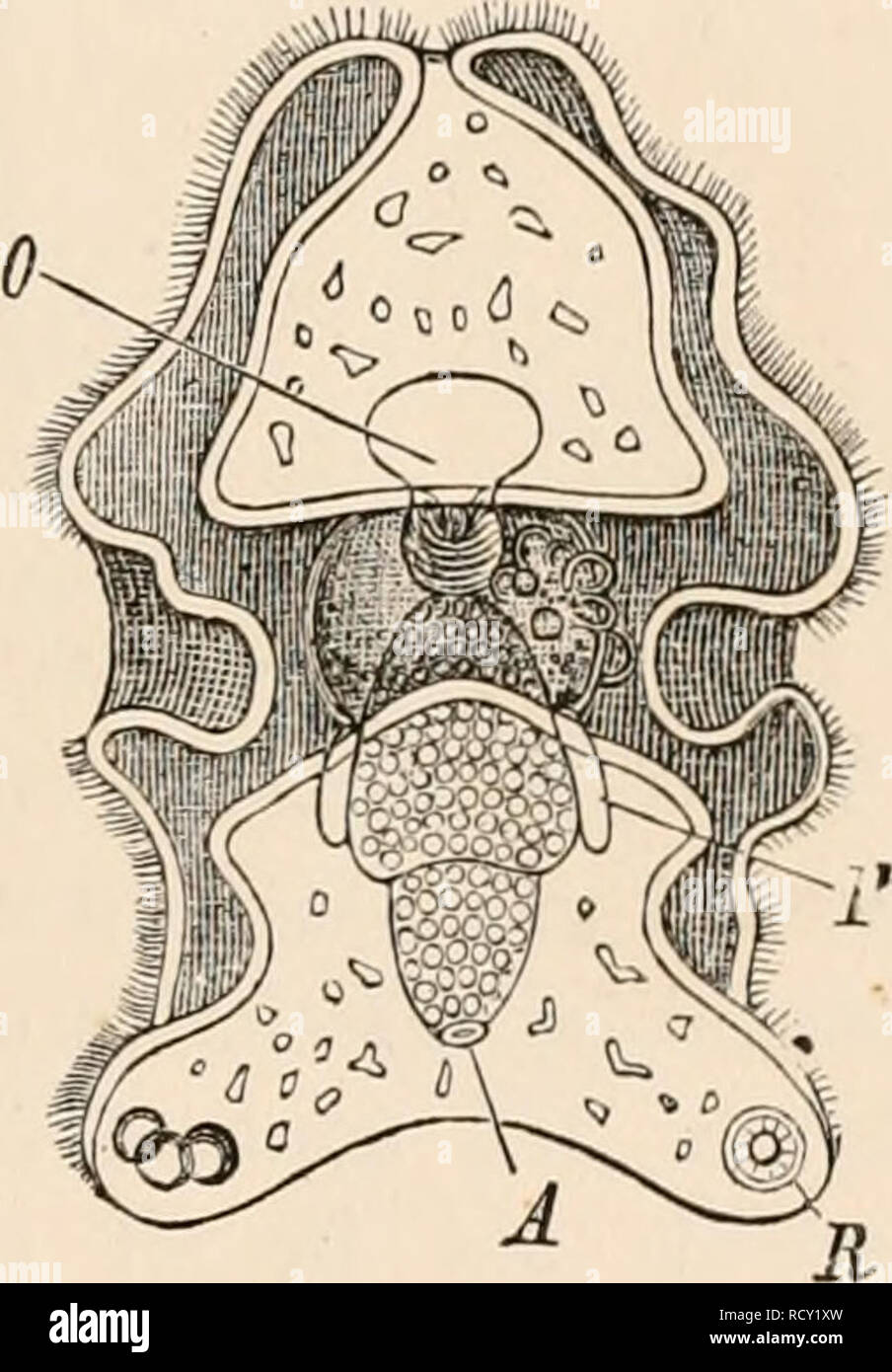 . Elementary text-book of zoology, tr. and ed. by Adam Sedgwick, with ...