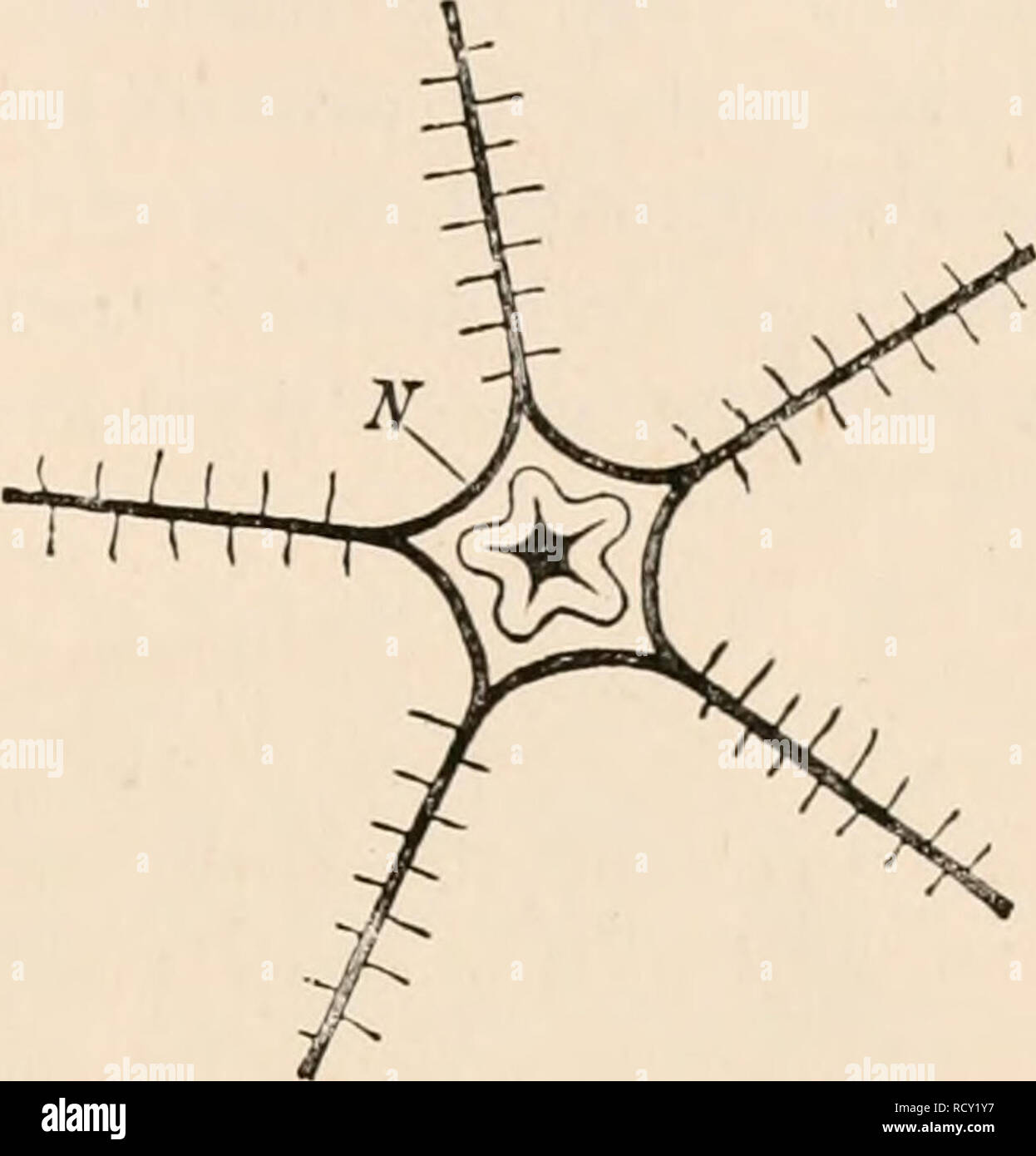 Dermal branchiae hi-res stock photography and images - Alamy