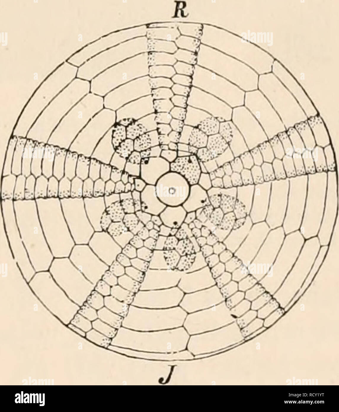 Bilateral body symmetry hi-res stock photography and images - Alamy