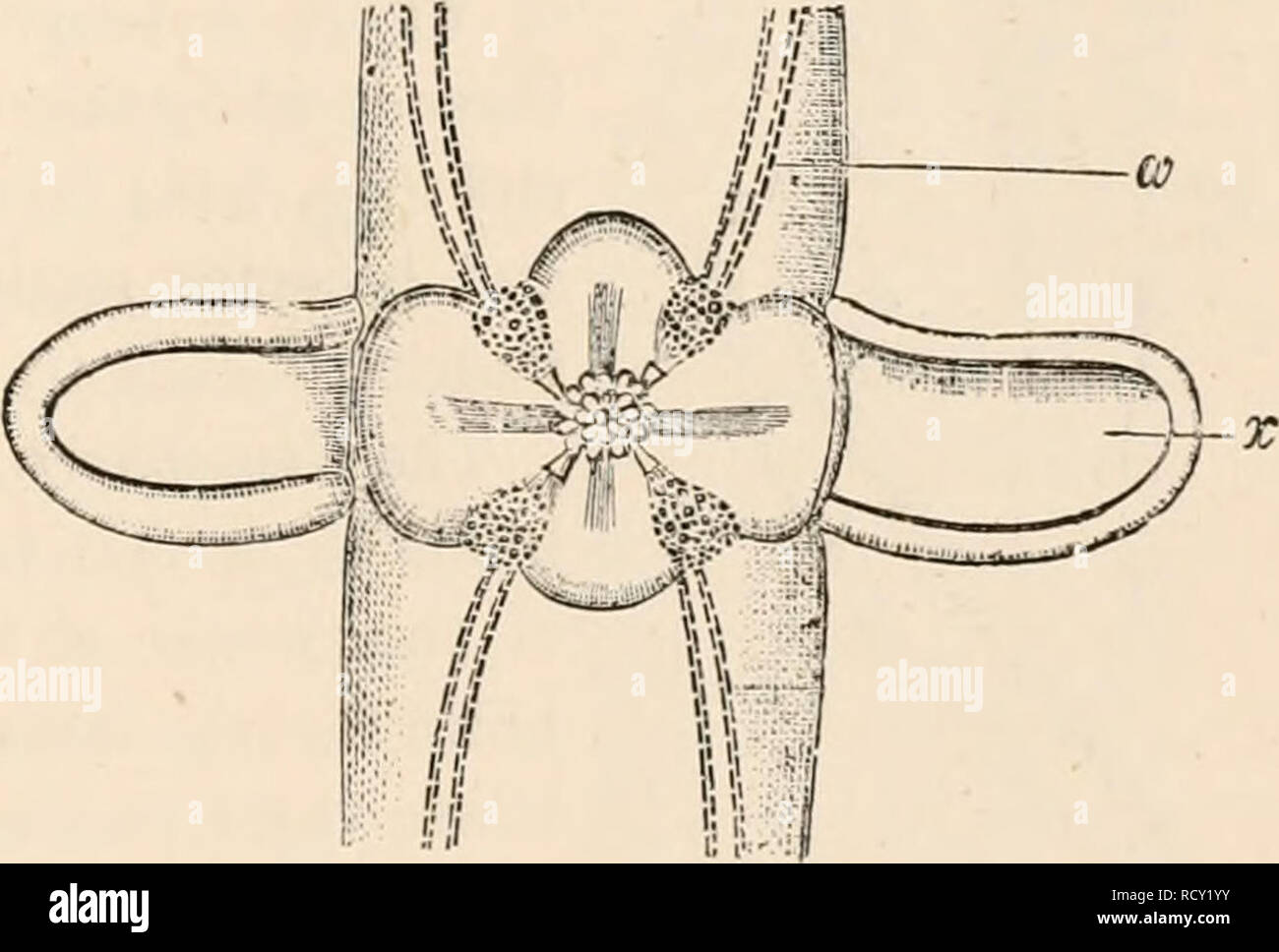 Sagittal planes hi-res stock photography and images - Alamy