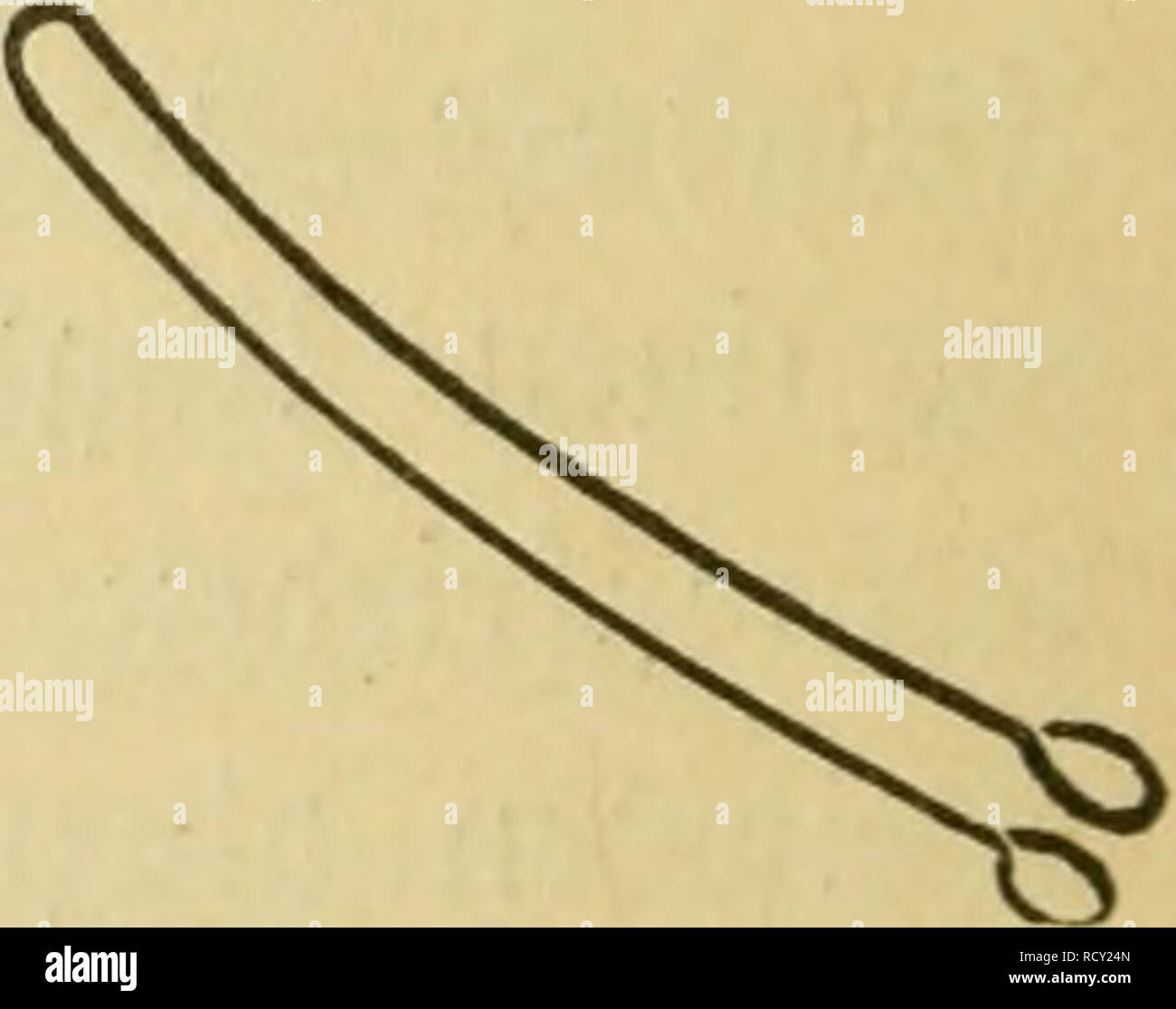 . Der Kanarienvogel; seine Naturgeschichte, Pflege und Zucht. Canaries ...